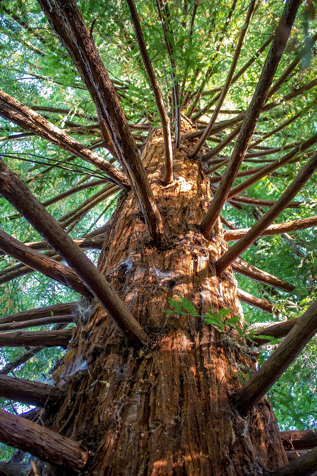 All The Things That Trees Can Be